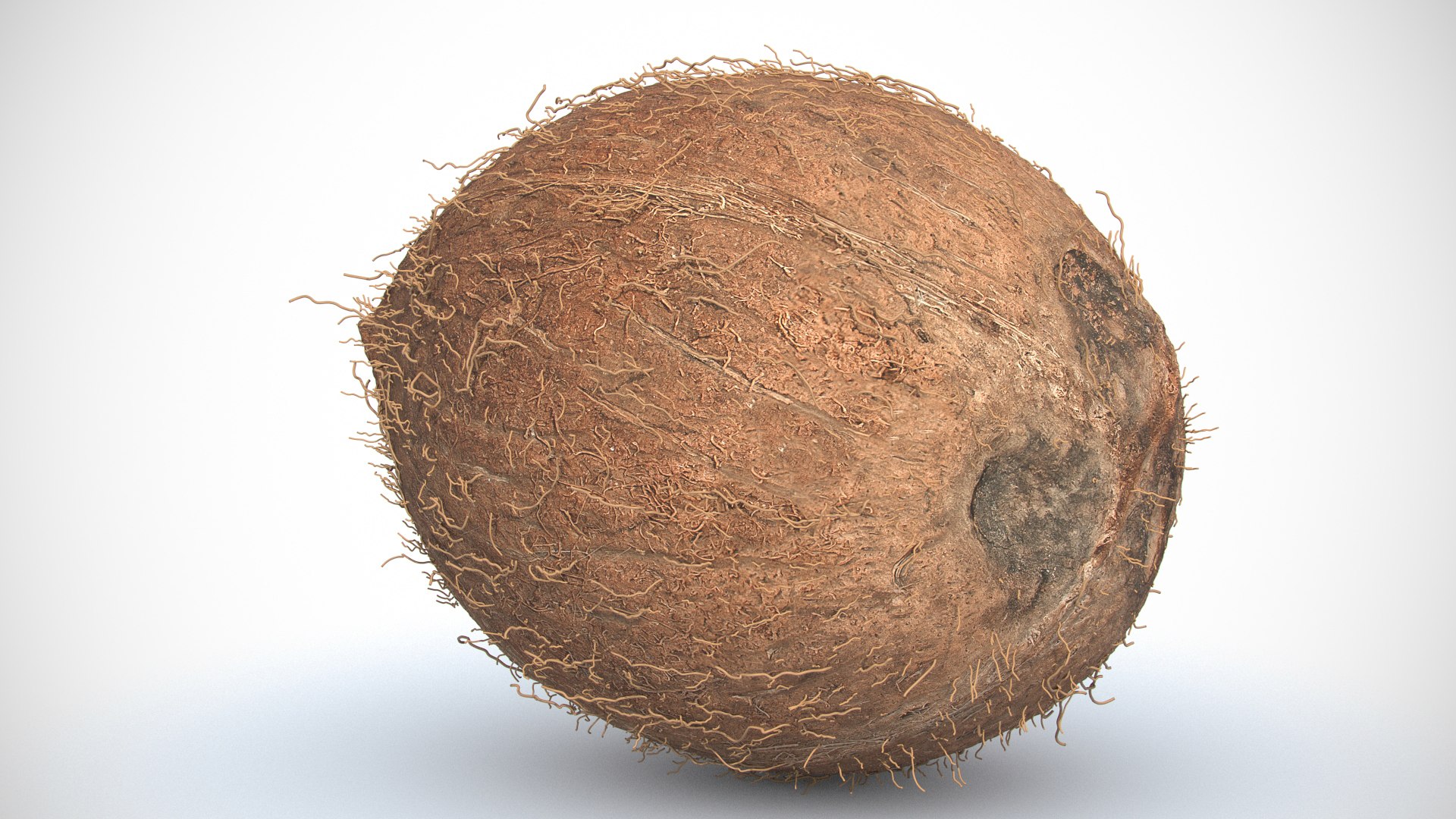 3D Coconut PBR With Fibers Scan Retopo 3D - TurboSquid 2390462