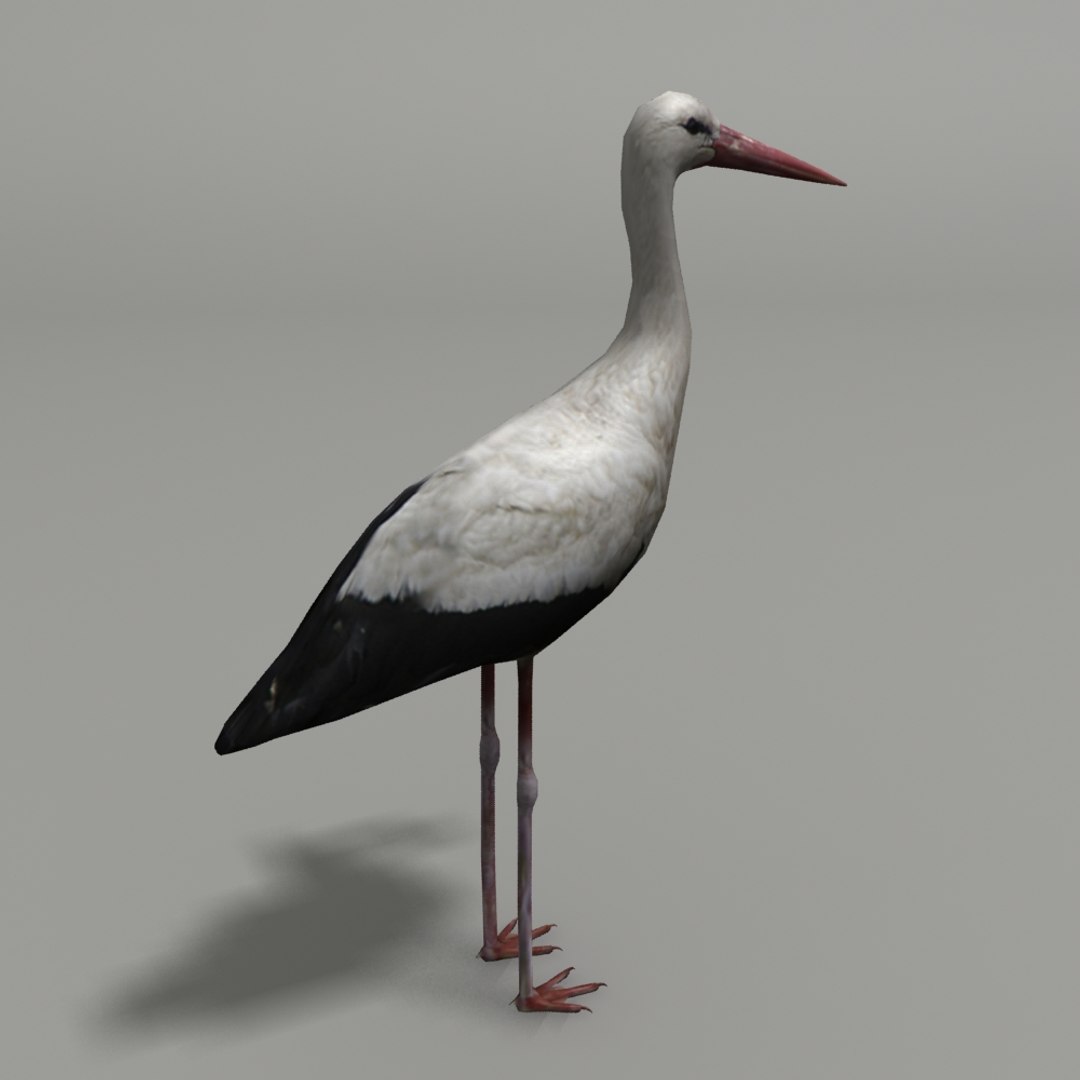 Stork 3d Model
