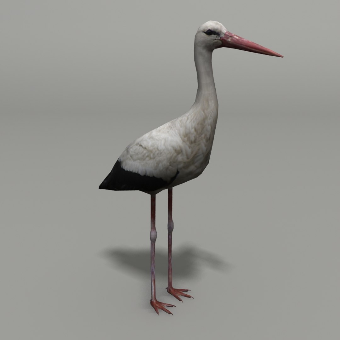 Stork 3d Model