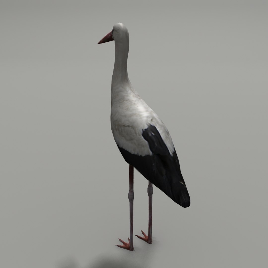 Stork 3d Model