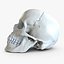 Human Skull Max