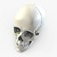 Human Skull Max