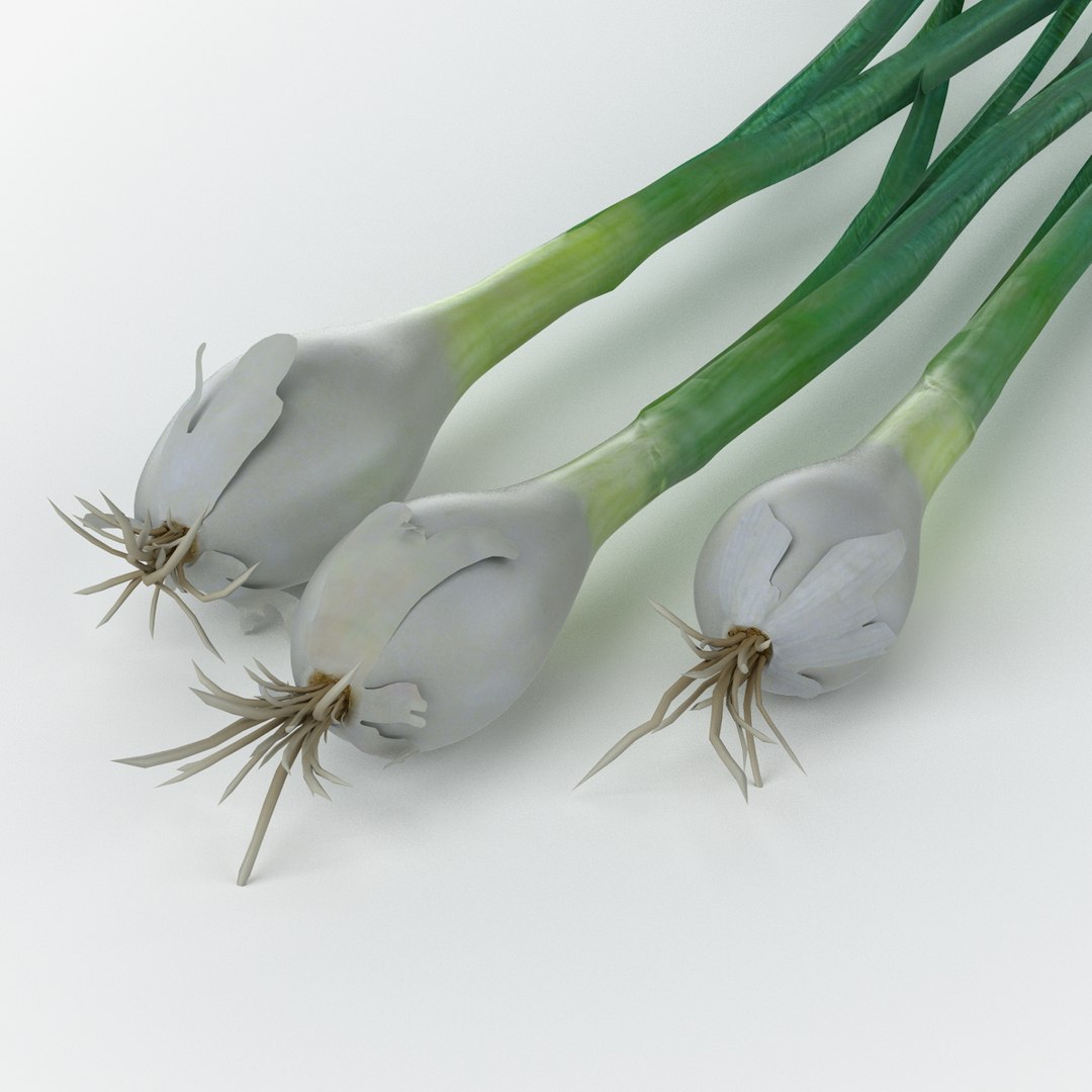 Realistic Chives Real Vegetables Max