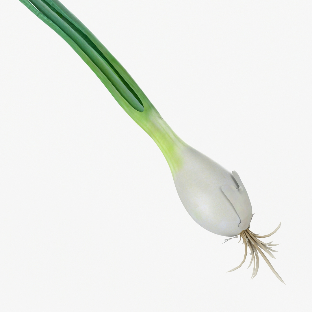 Realistic Chives Real Vegetables Max