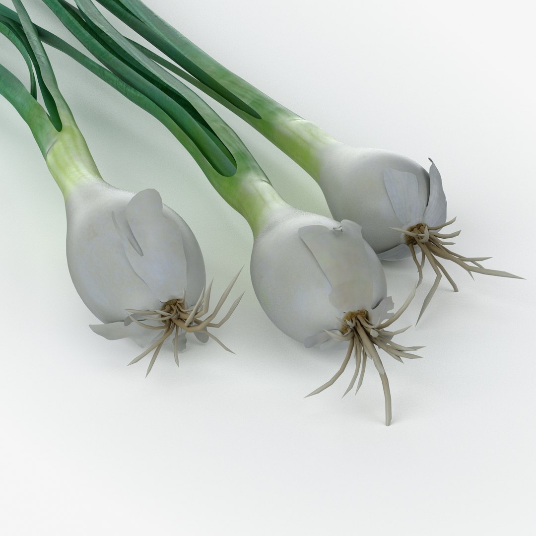 Realistic Chives Real Vegetables Max