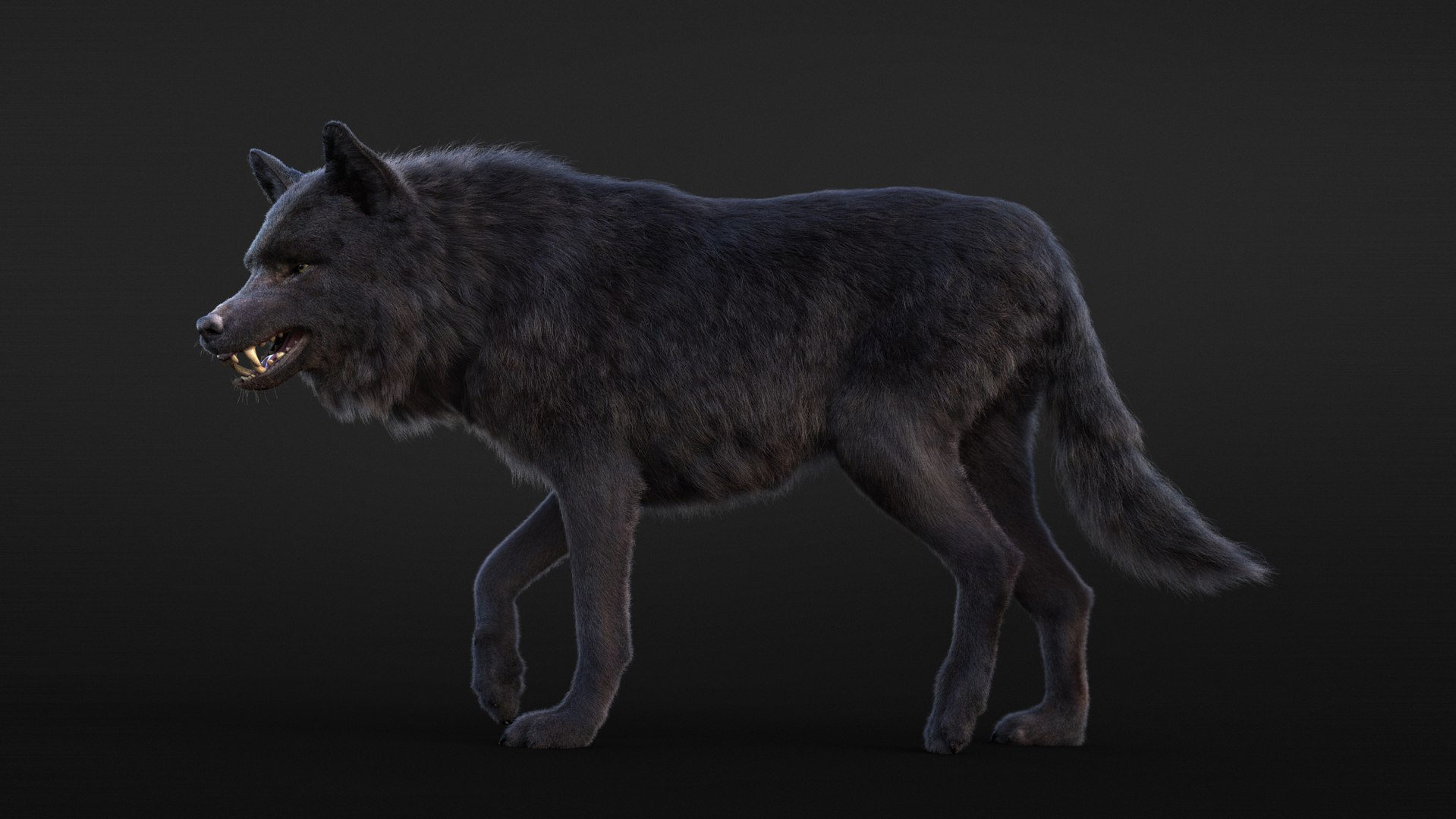 3D Black Wolf Rig XGEN-CORE - TurboSquid 2416791