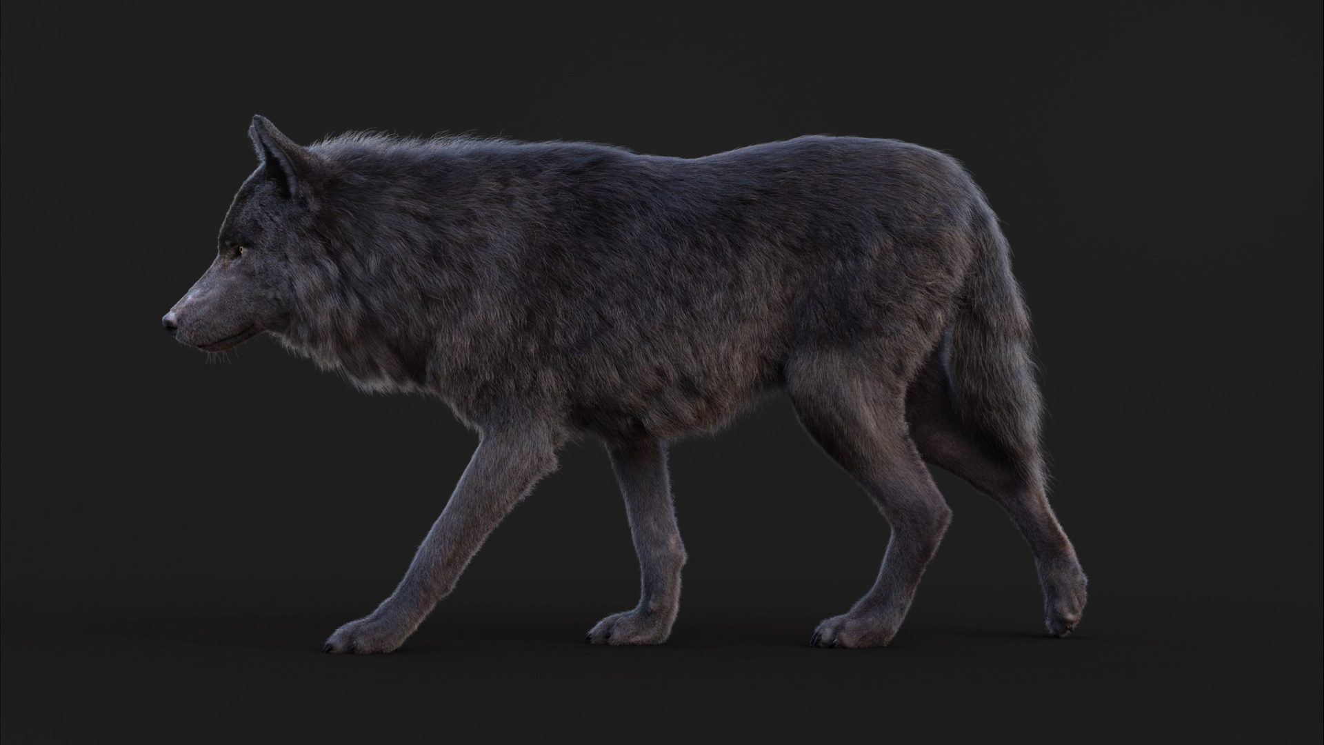 3D Black Wolf Rig XGEN-CORE - TurboSquid 2416791