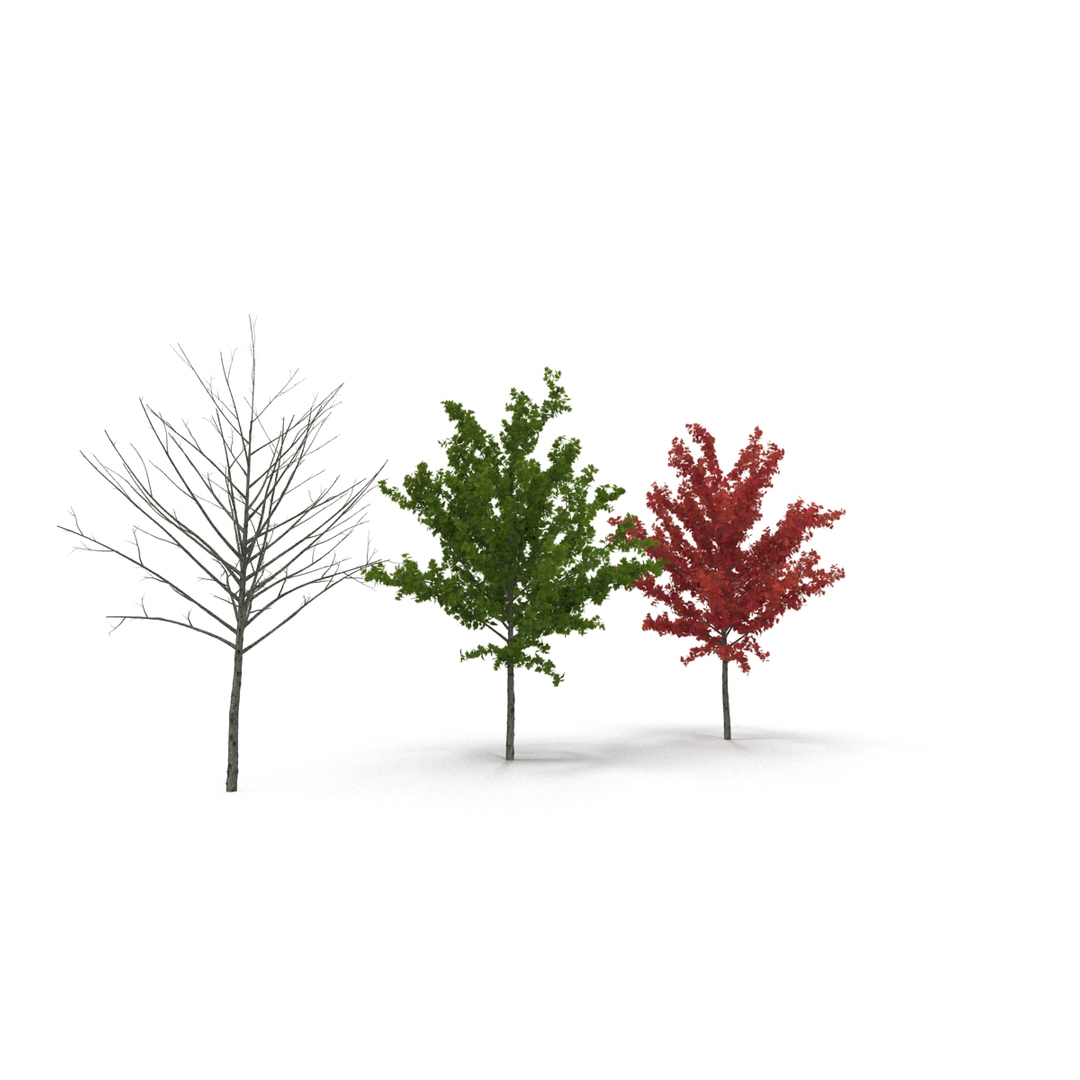 Young Tree Red Maple 3d Model