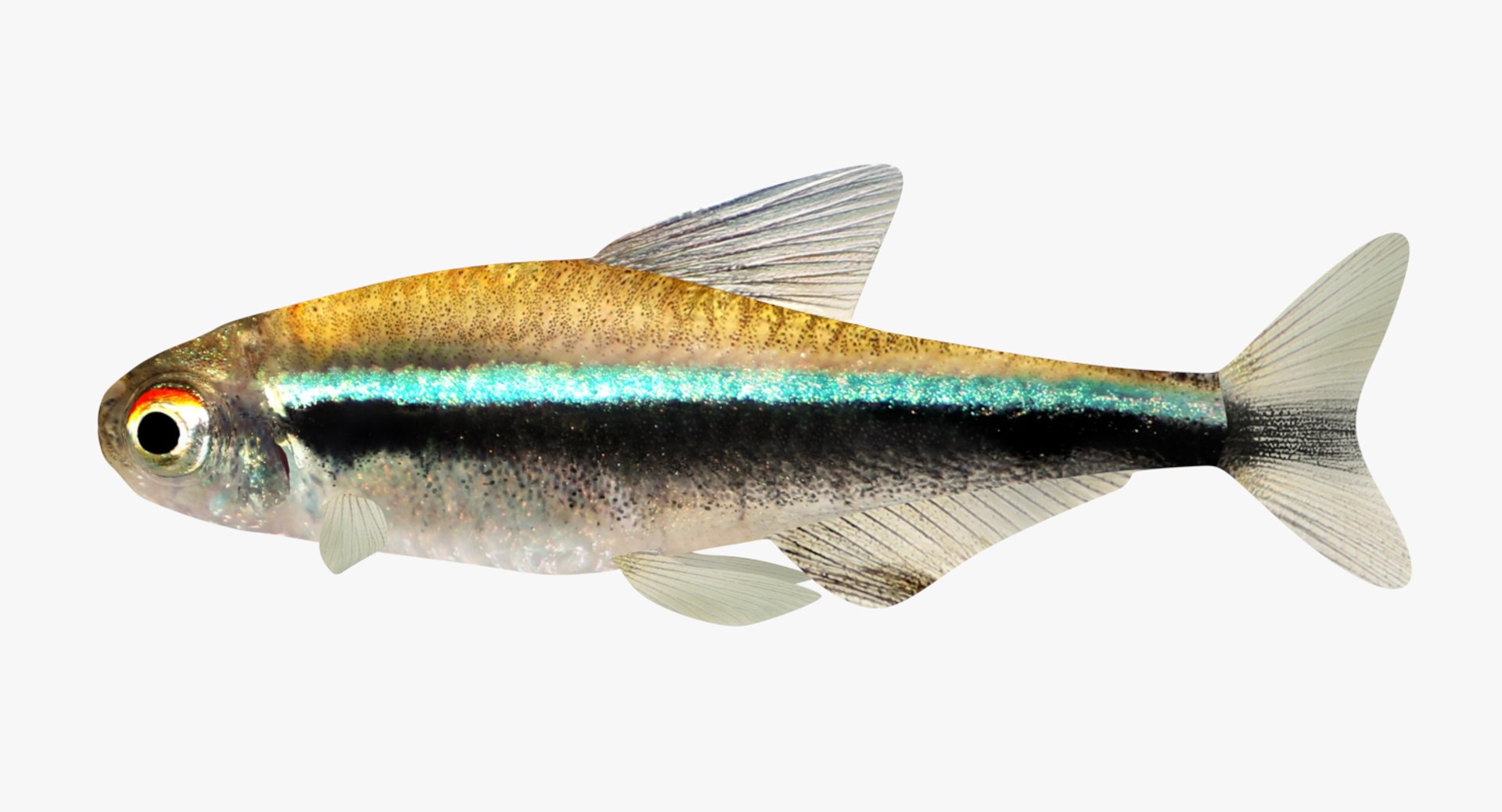 3D Black Tetra Model - TurboSquid 1244345