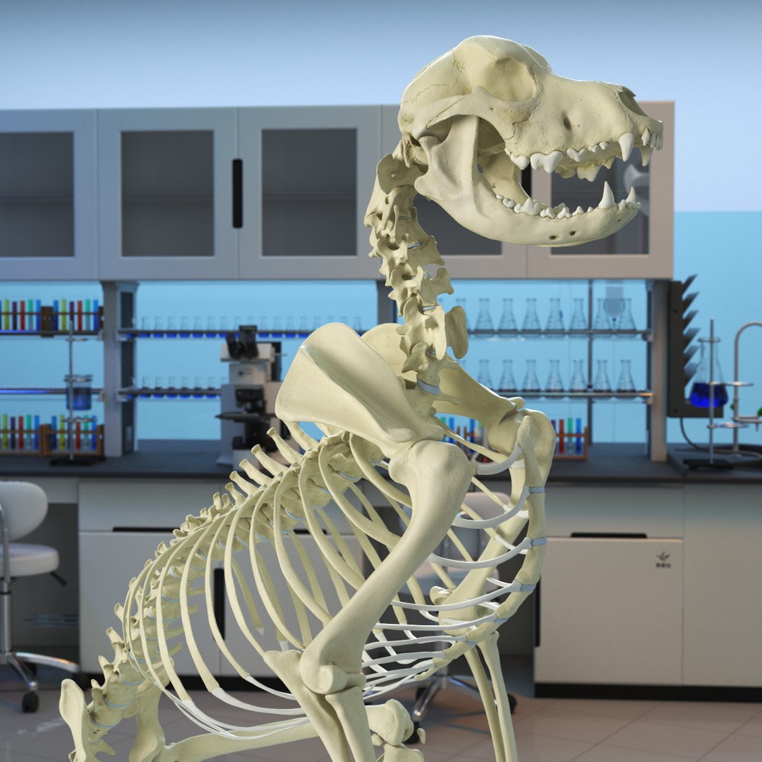 canine skeleton