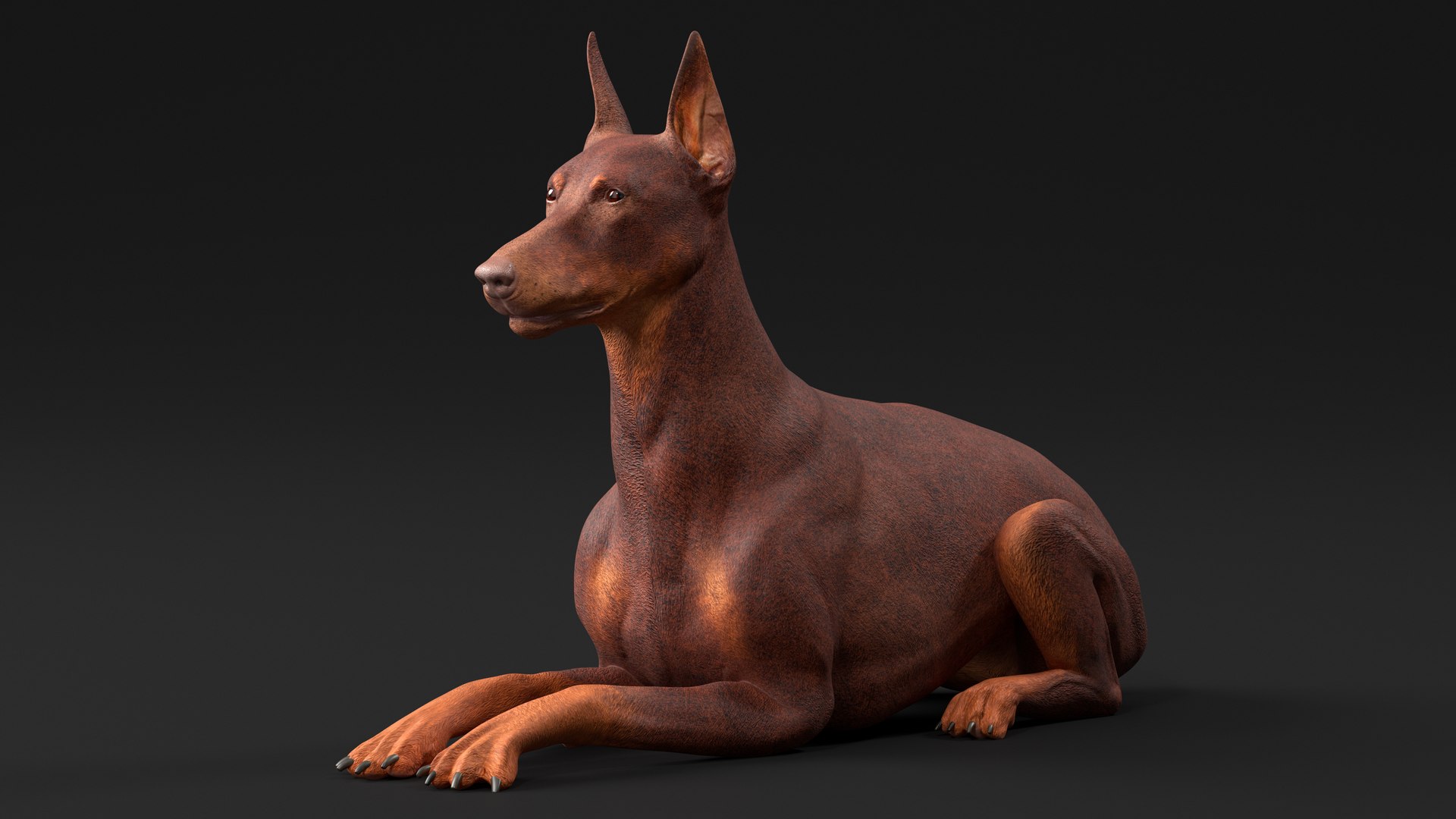 Doberman Dog Brown Rigged For Cinema 4D 3D Model - TurboSquid 2276408