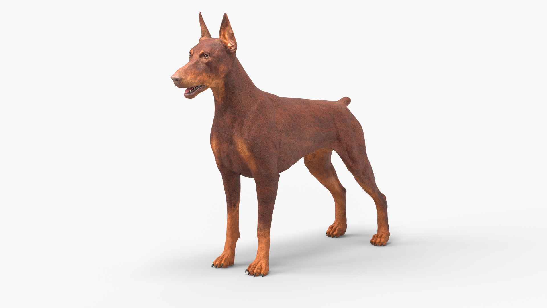 Doberman Dog Brown Rigged For Cinema 4D 3D Model - TurboSquid 2276408