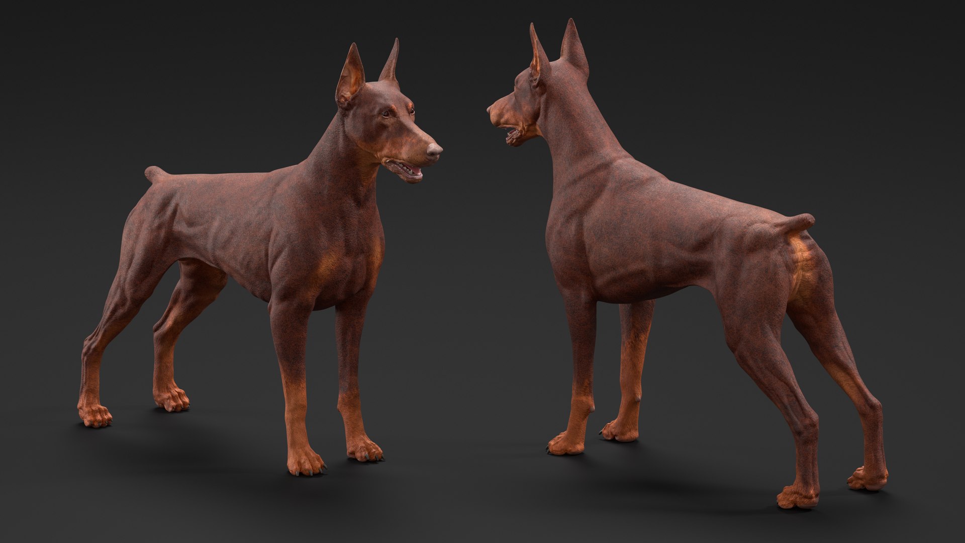 Doberman Dog Brown Rigged For Cinema 4D 3D Model - TurboSquid 2276408