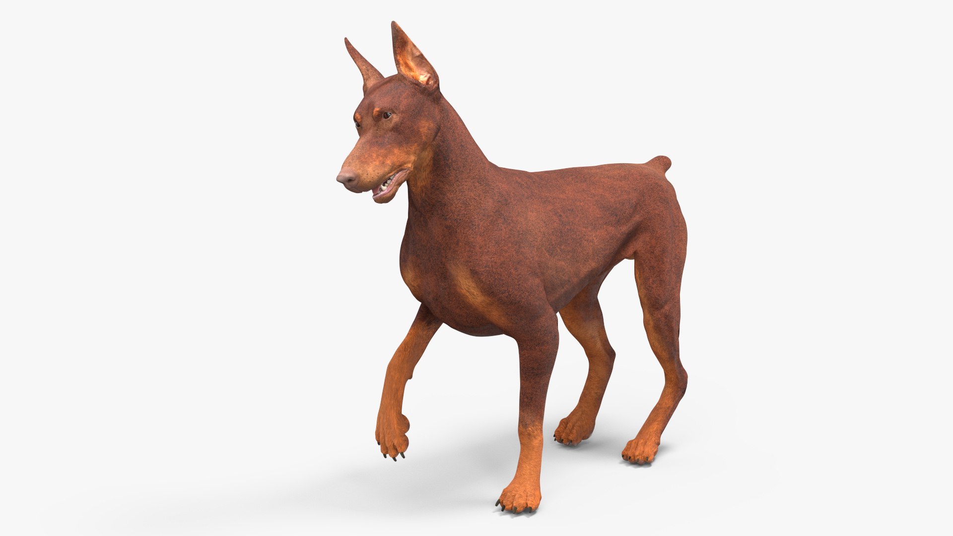 Doberman Dog Brown Rigged For Cinema 4D 3D Model - TurboSquid 2276408