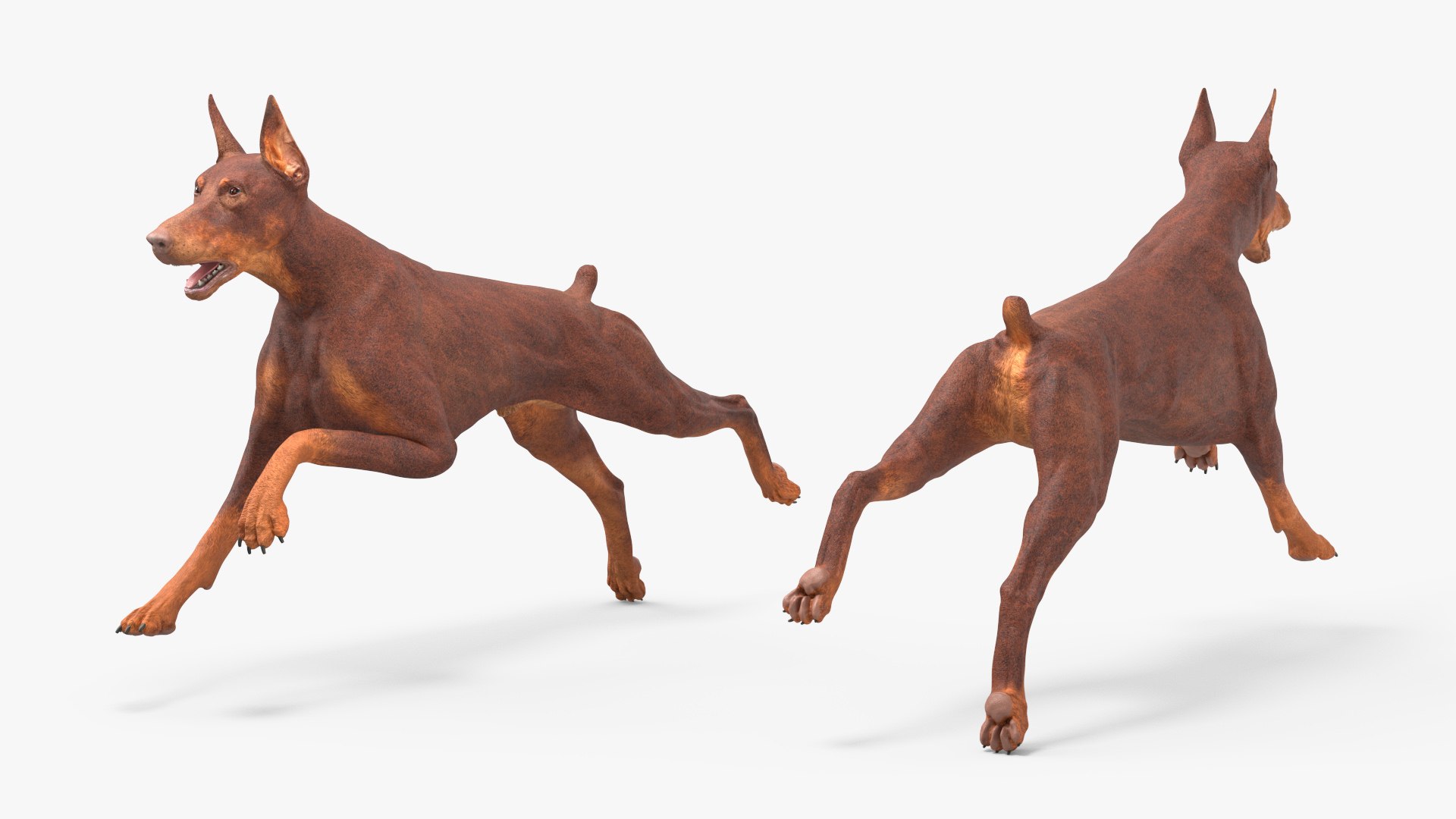 Doberman Dog Brown Rigged For Cinema 4D 3D Model - TurboSquid 2276408
