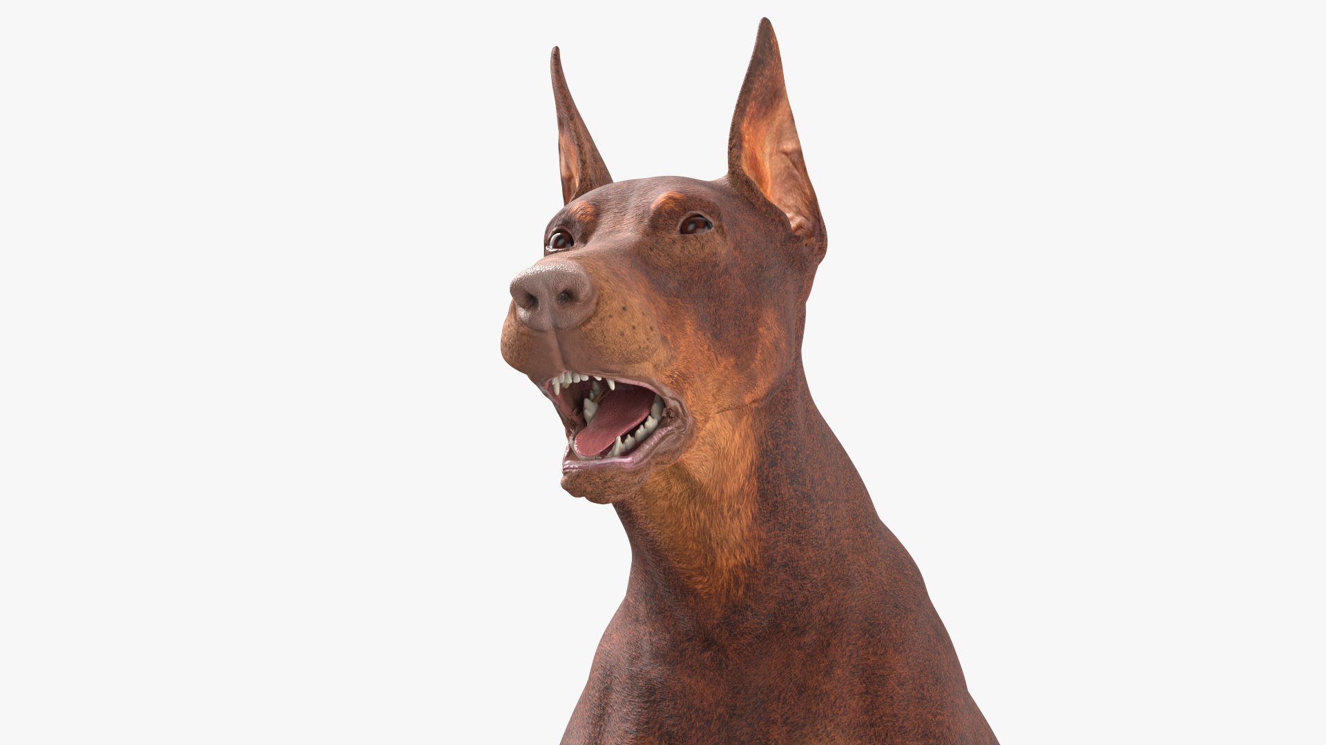 Doberman Dog Brown Rigged For Cinema 4D 3D Model - TurboSquid 2276408