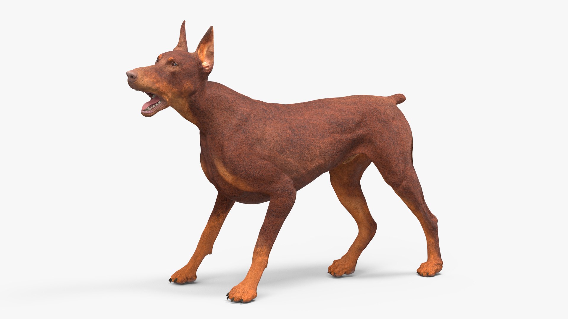 Doberman Dog Brown Rigged For Cinema 4D 3D Model - TurboSquid 2276408