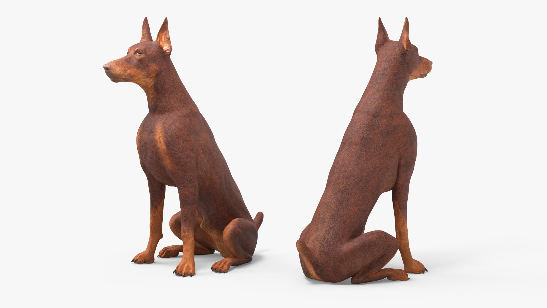 Doberman Dog Brown Rigged For Cinema 4D 3D Model - TurboSquid 2276408