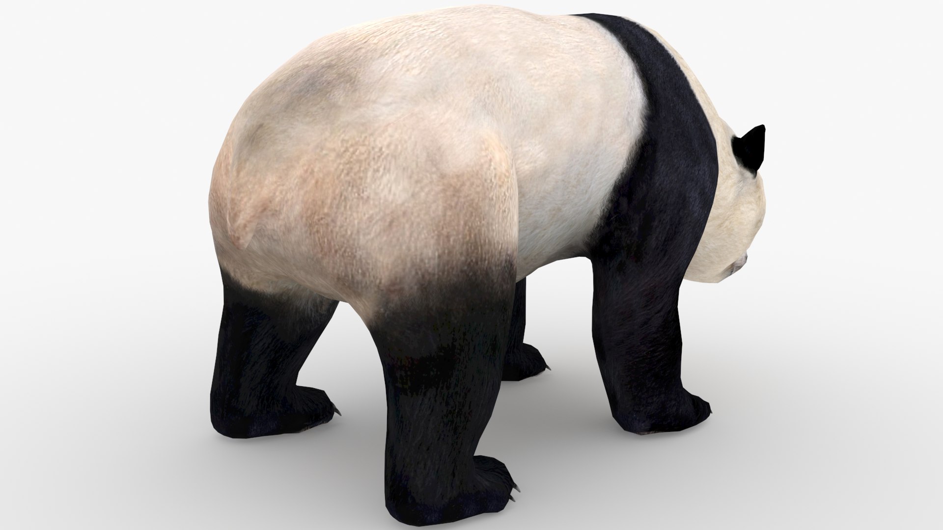 3D Model Panda Bear - TurboSquid 1177944
