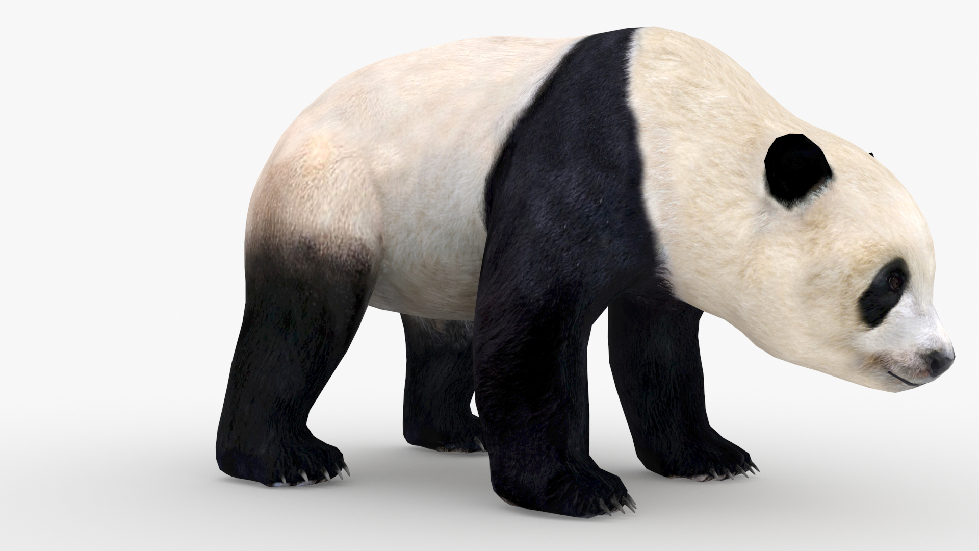 3D Model Panda Bear - TurboSquid 1177944