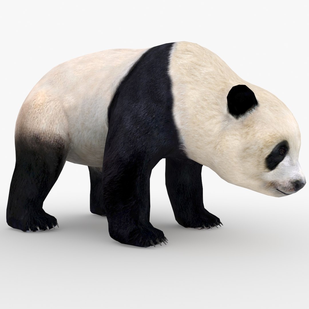 3D model panda bear - TurboSquid 1177944