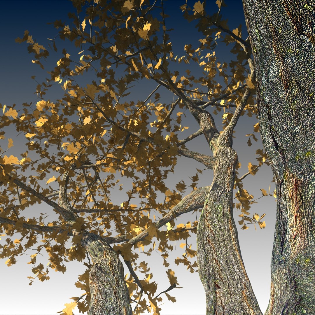 3d realistic oak tree autumn model