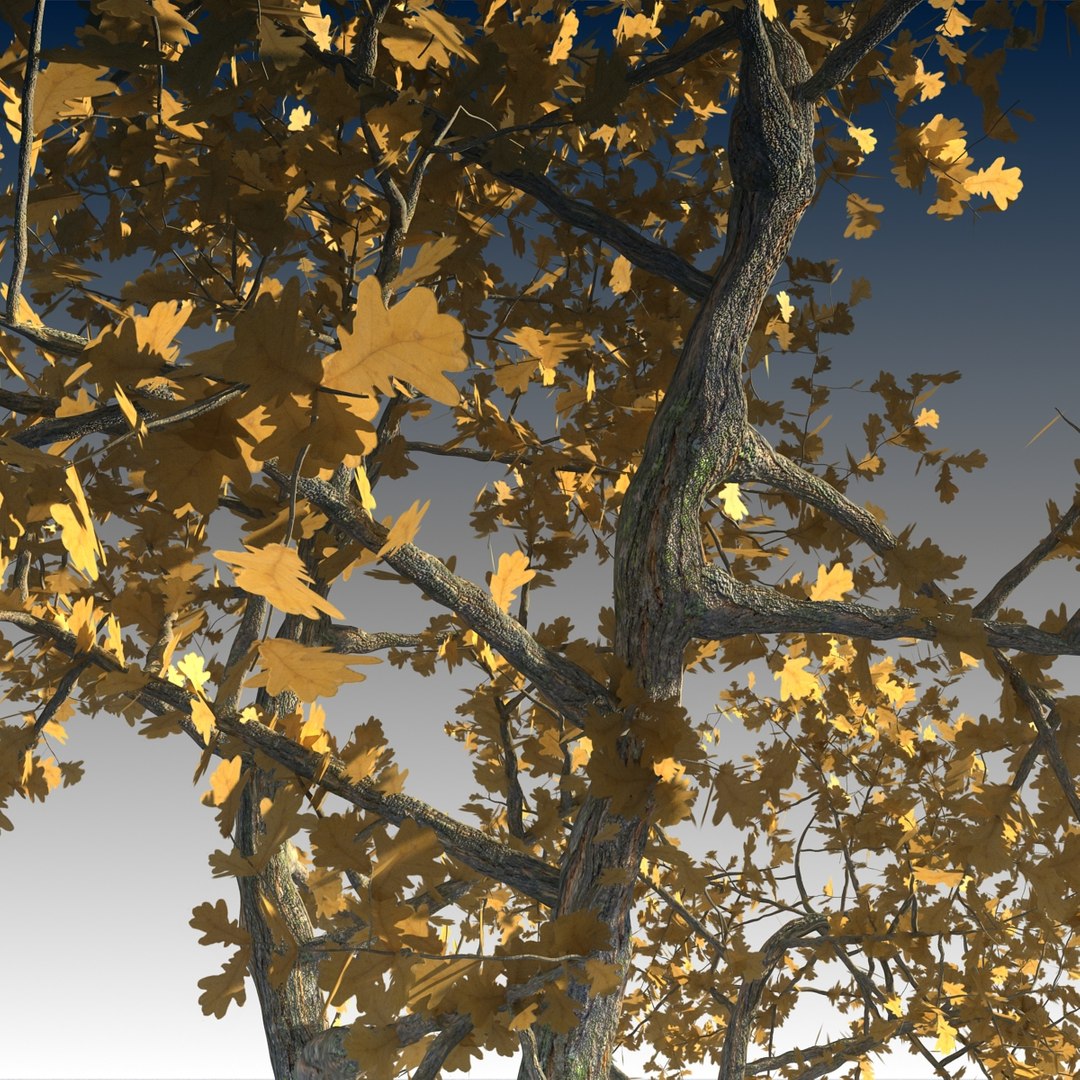 3d realistic oak tree autumn model