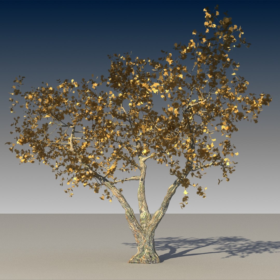 3d realistic oak tree autumn model