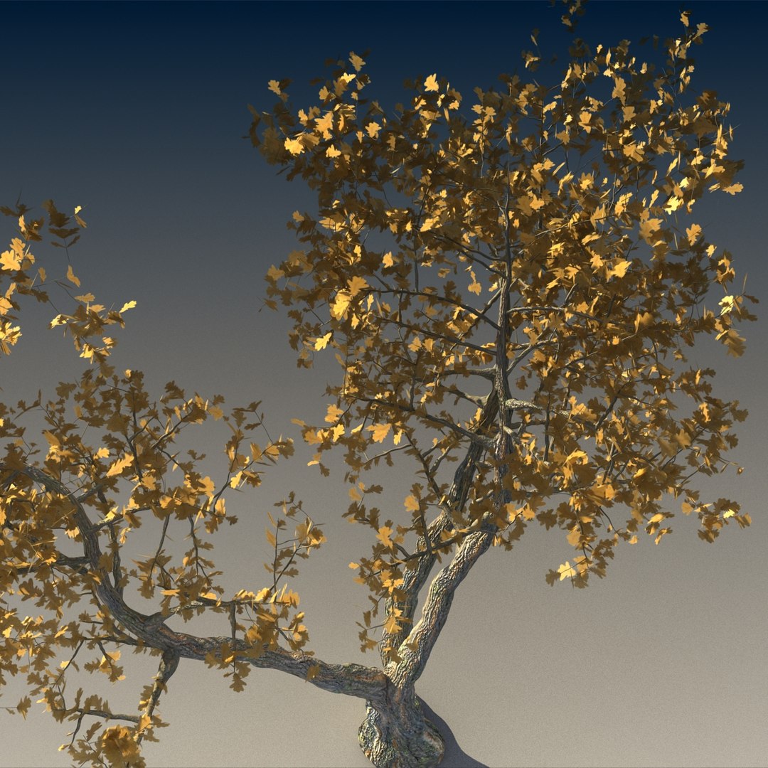 3d realistic oak tree autumn model