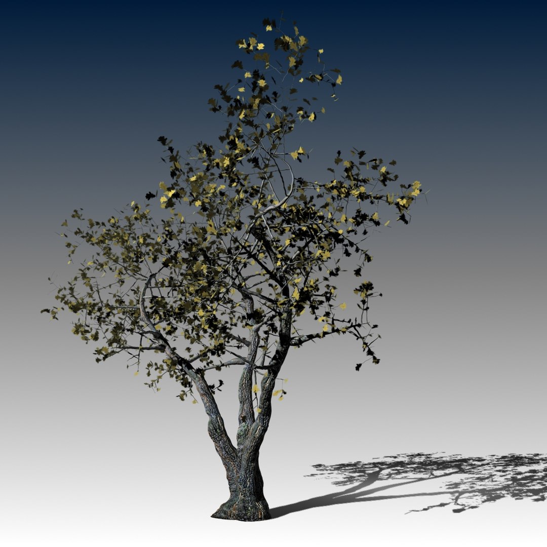3d realistic oak tree autumn model