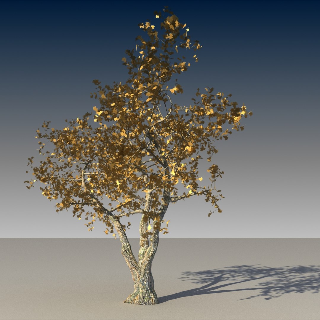 3d realistic oak tree autumn model