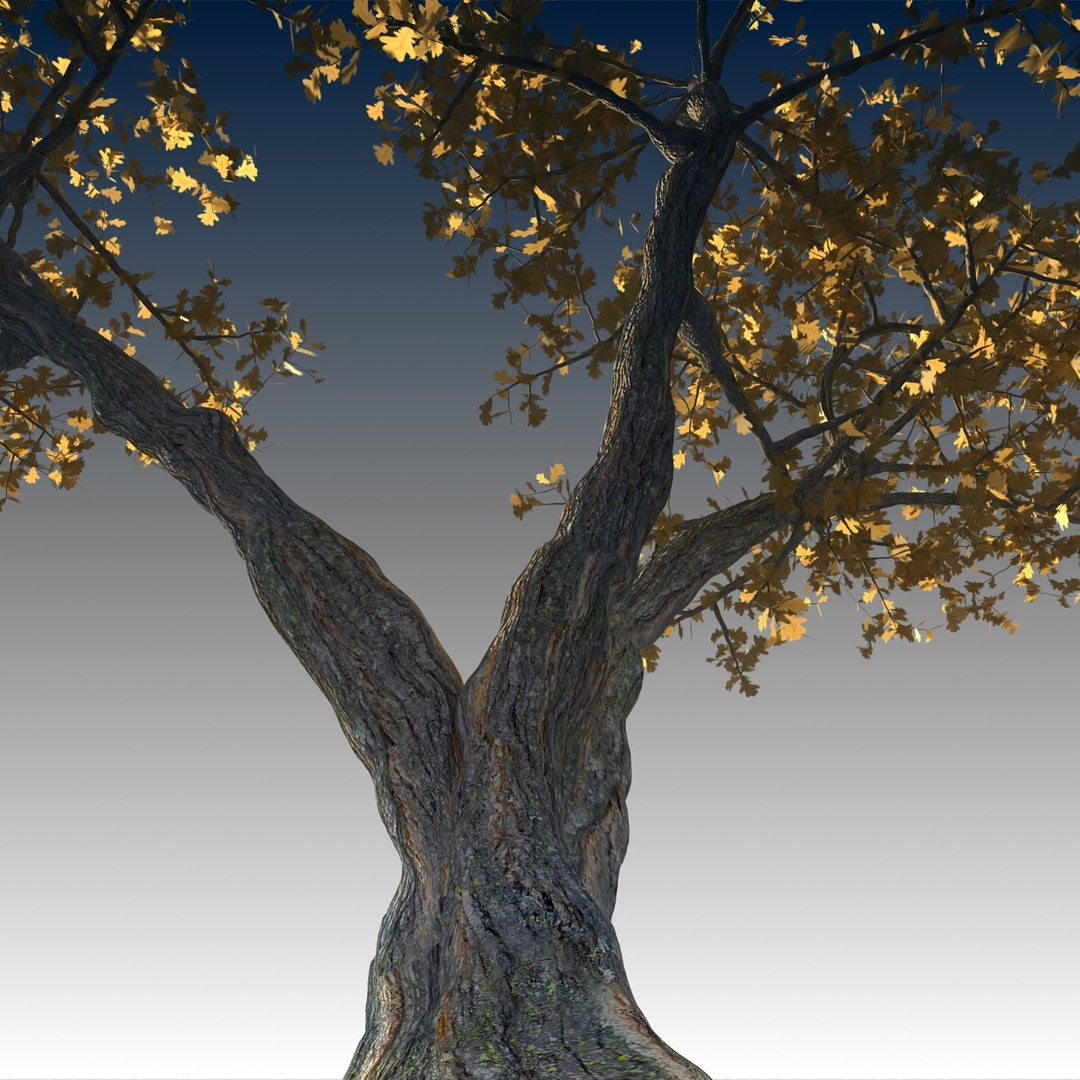 3d realistic oak tree autumn model
