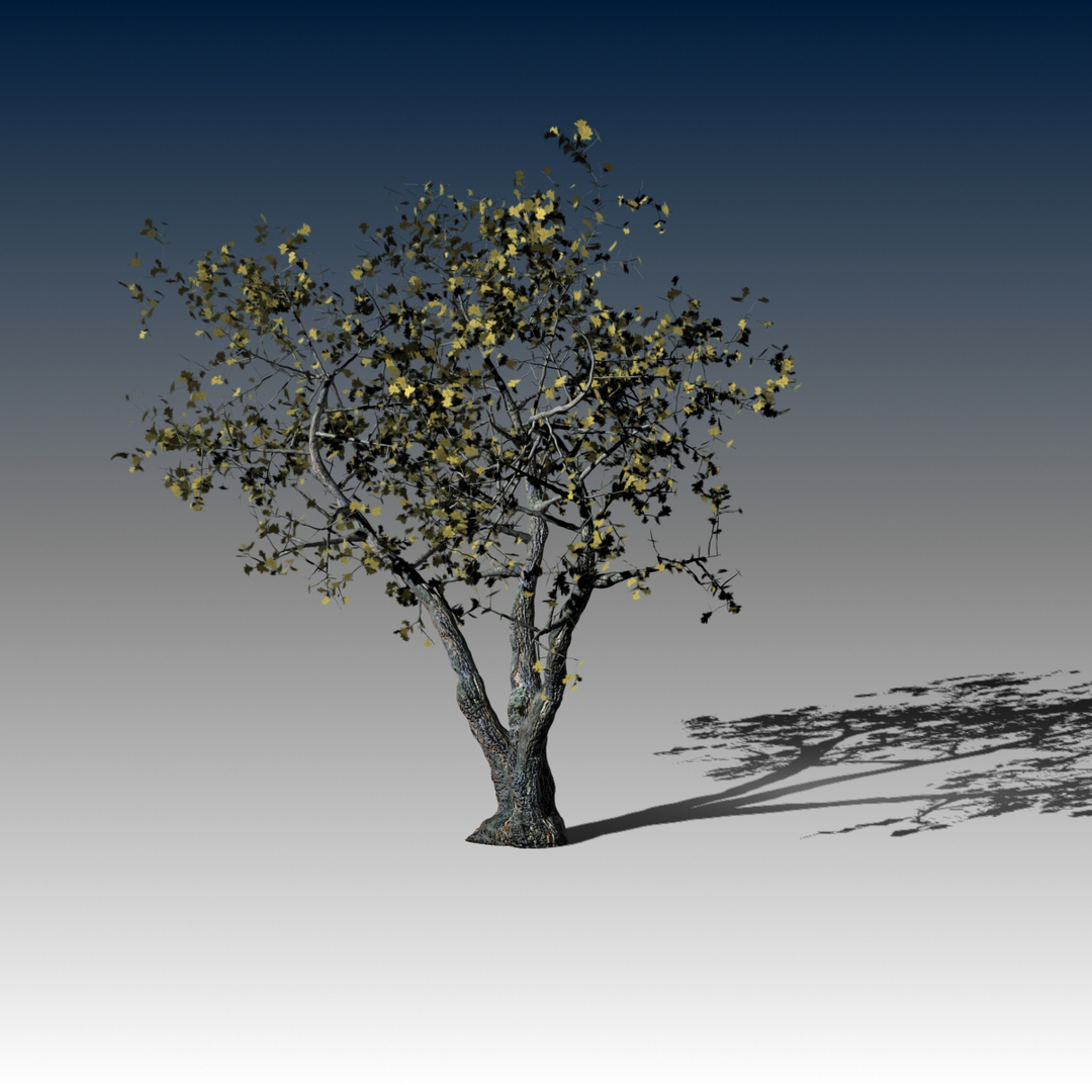 3d realistic oak tree autumn model