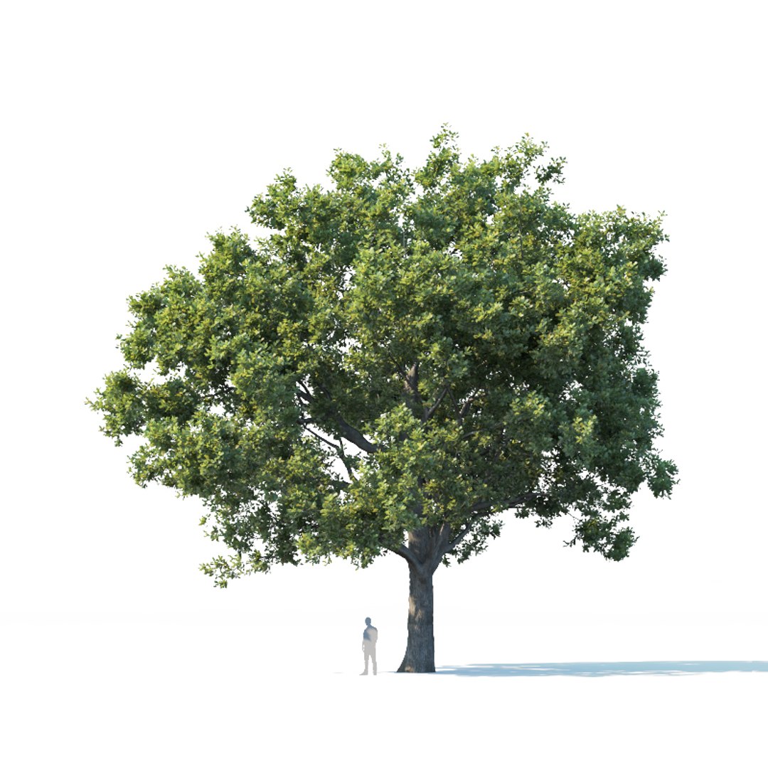 3D Oak Trees - TurboSquid 1655260