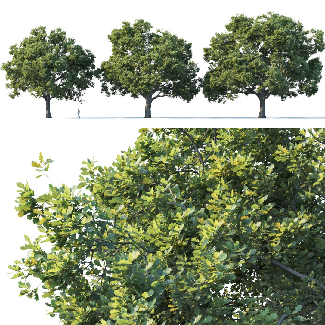 3D Oak Trees - TurboSquid 1655260