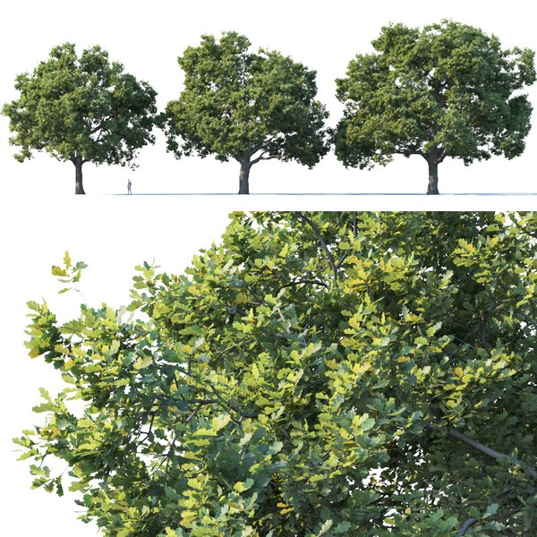 3ds max english oak tree