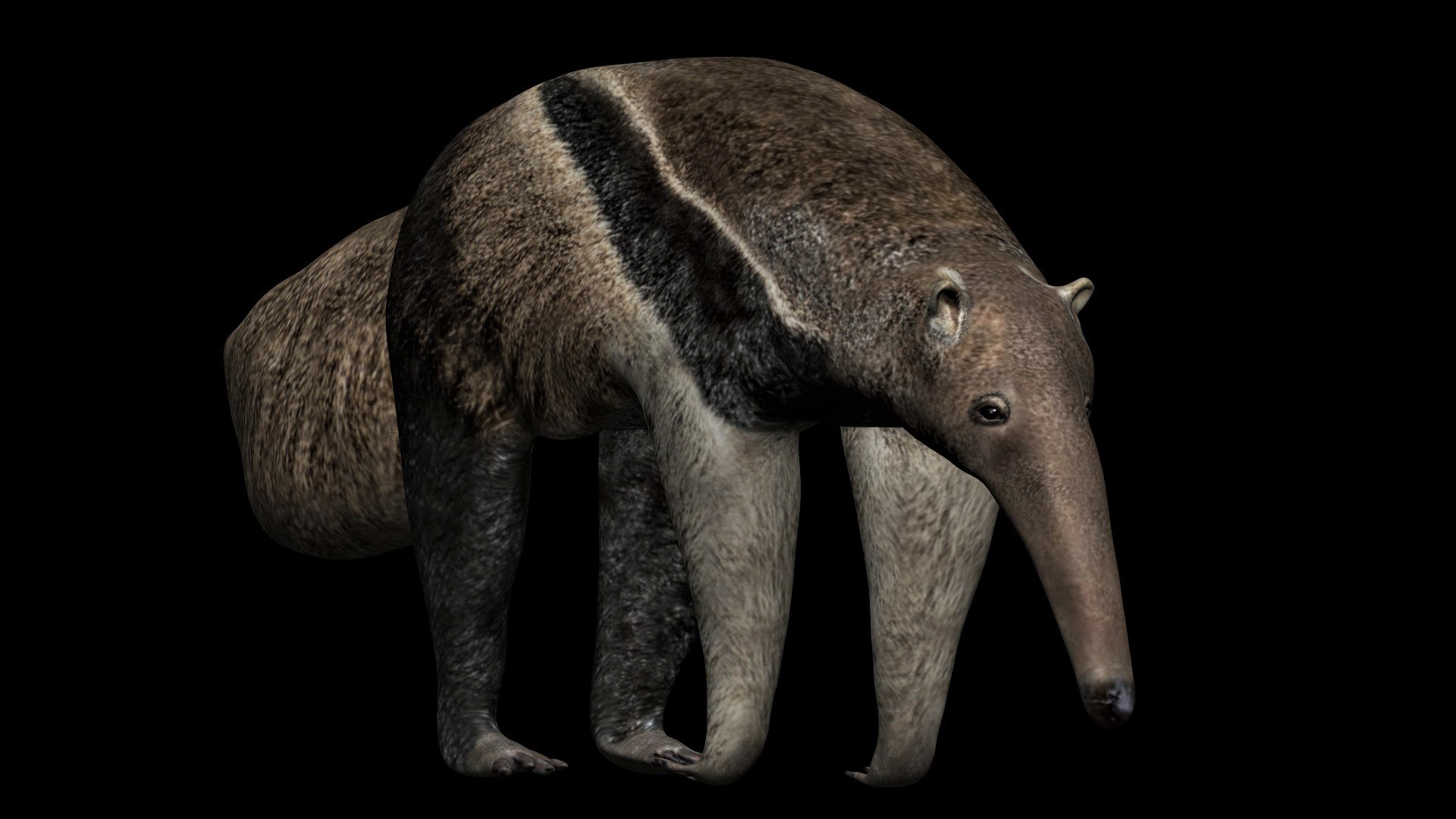 3D Fully Rigged Low Poly Anteater Ant Eater - TurboSquid 1724848