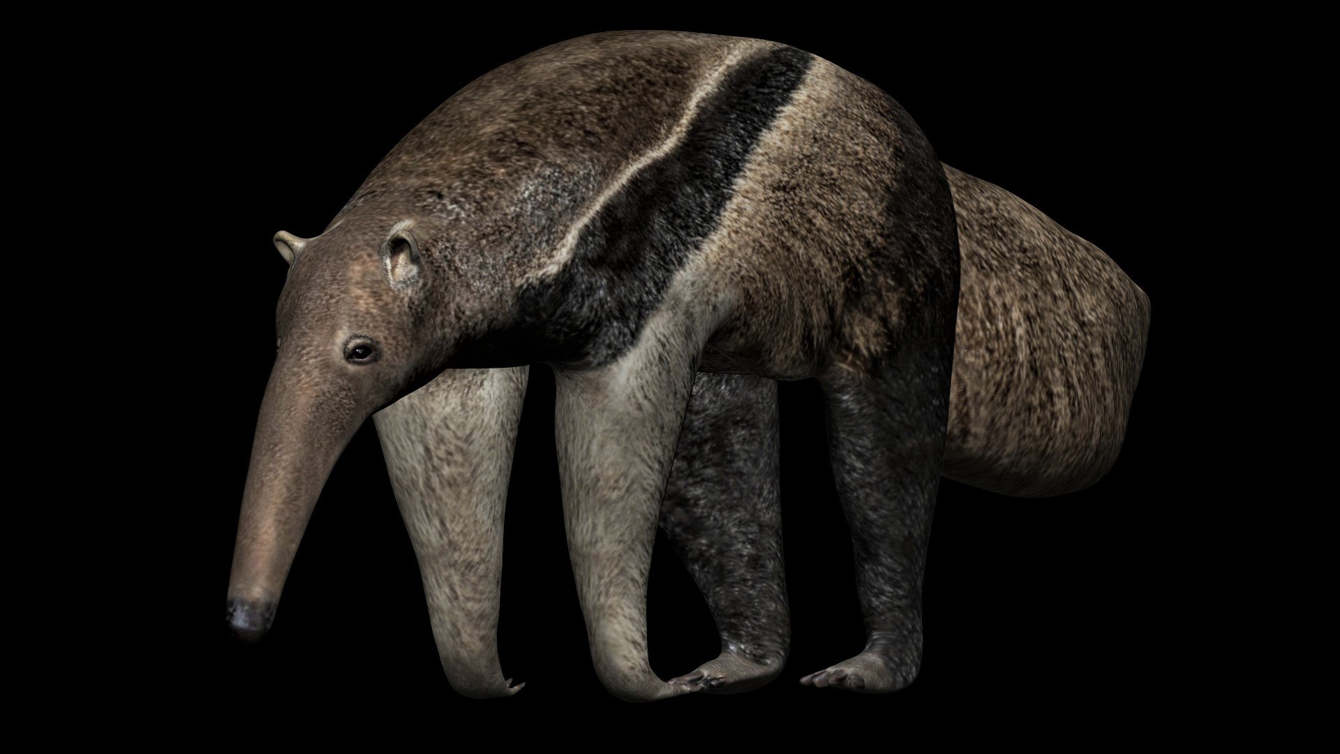 3D Fully Rigged Low Poly Anteater Ant Eater - TurboSquid 1724848