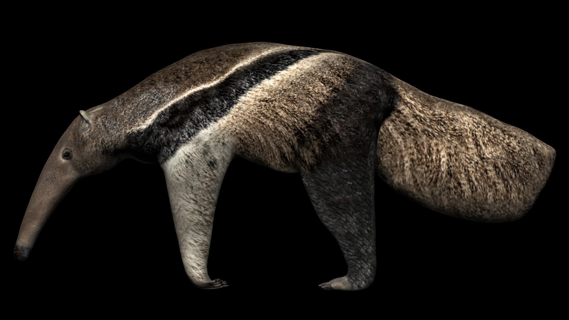 3D Fully Rigged Low Poly Anteater Ant Eater - TurboSquid 1724848