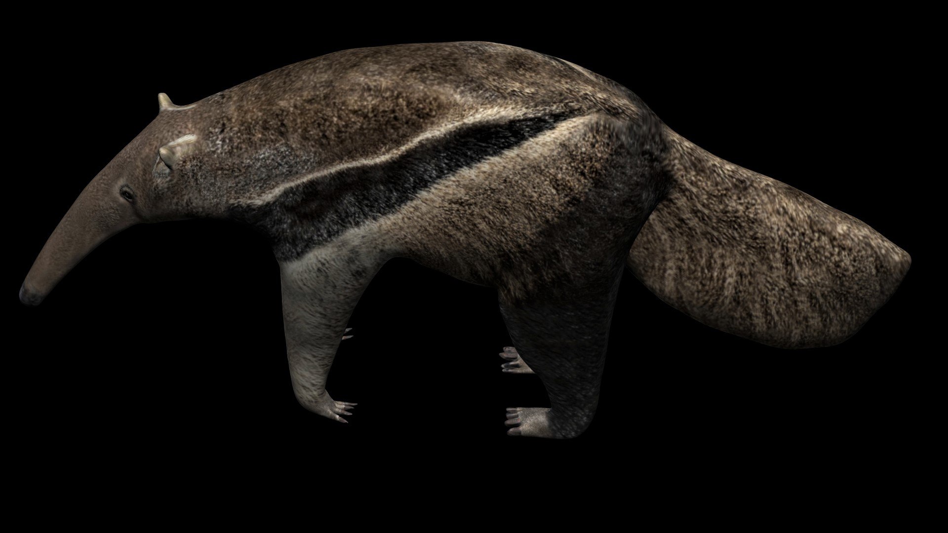 3D Fully Rigged Low Poly Anteater Ant Eater - TurboSquid 1724848