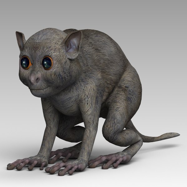 Tarsier 3D Models for Download | TurboSquid