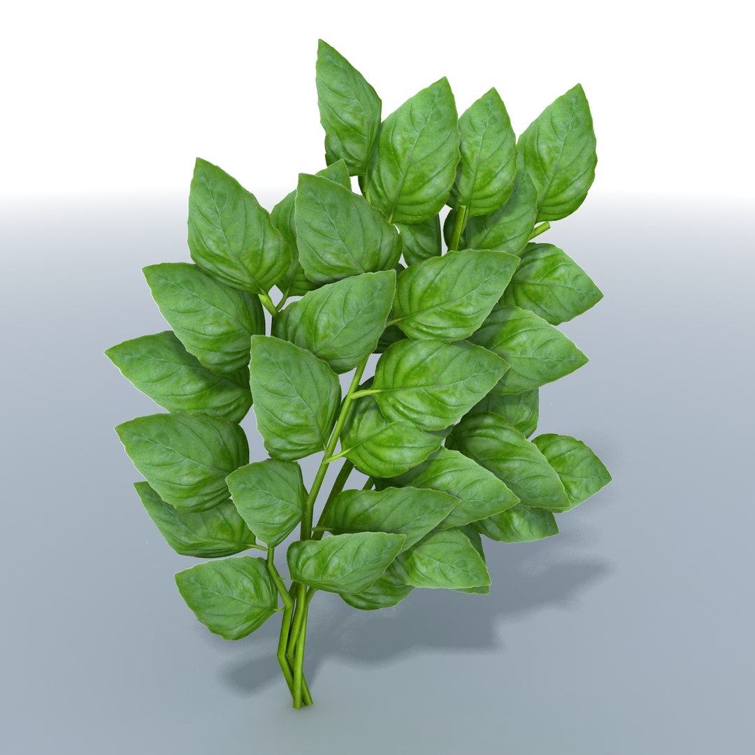 Basil Herb 3d Model
