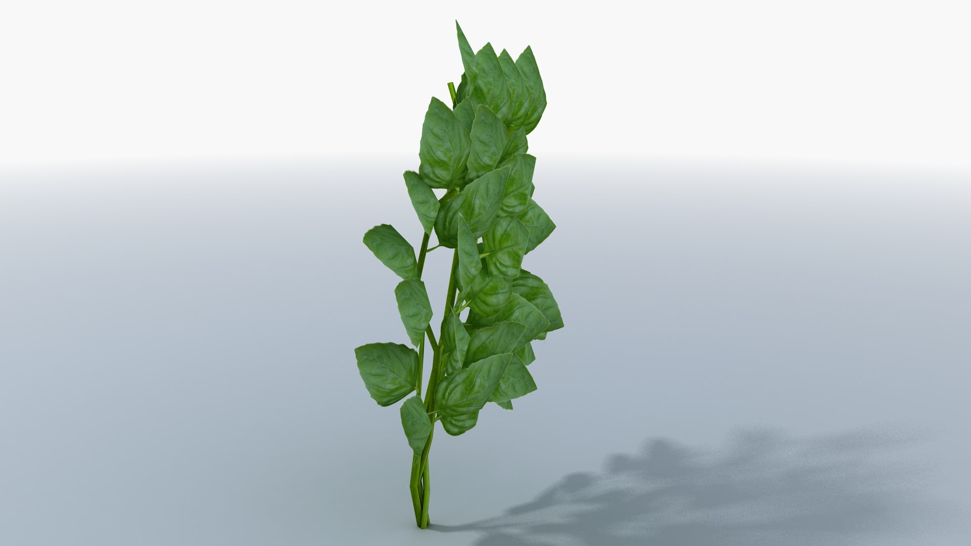Basil Herb 3d Model