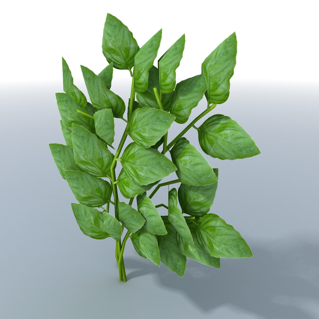 Basil Herb 3d Model