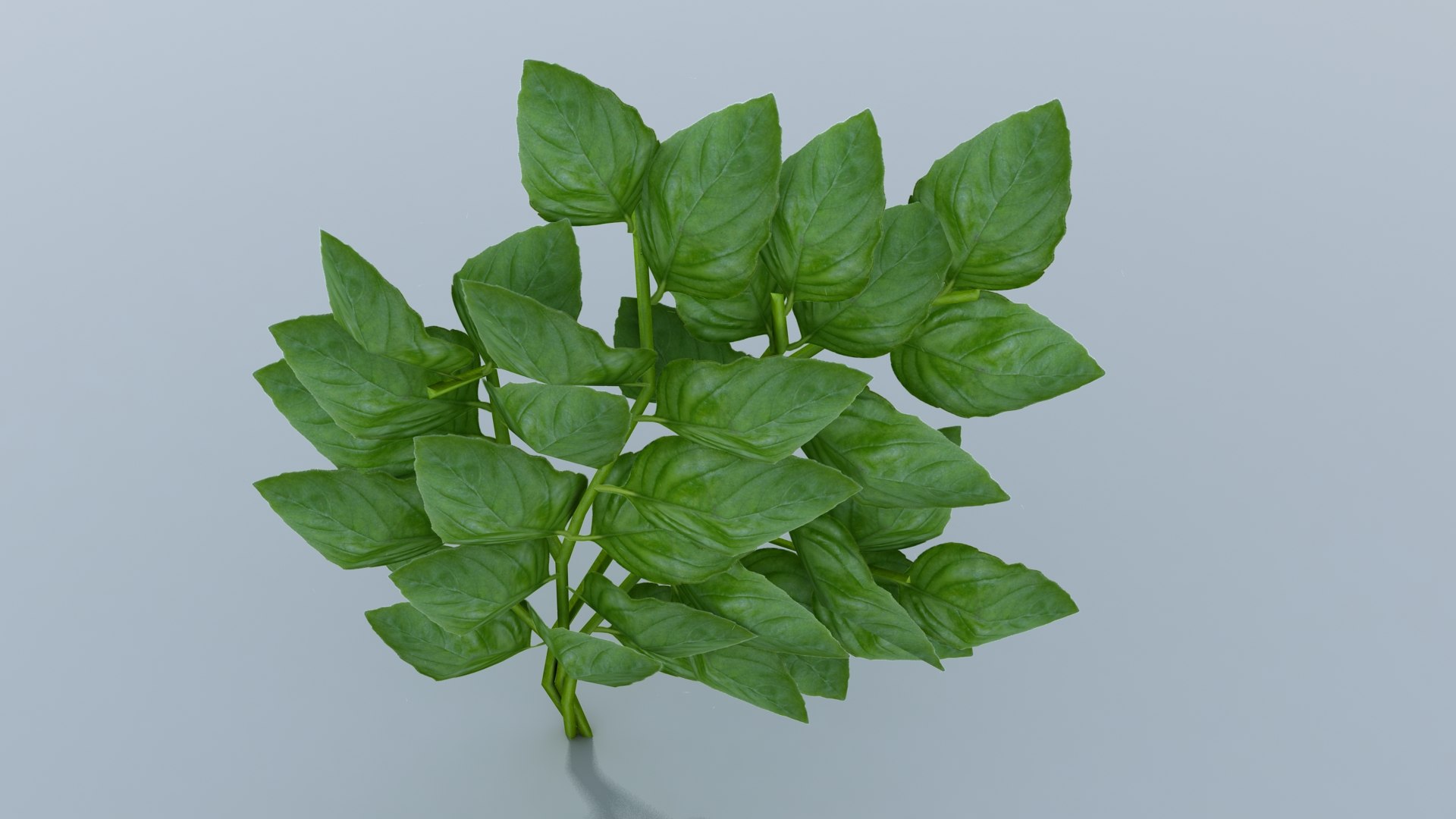 Basil Herb 3d Model