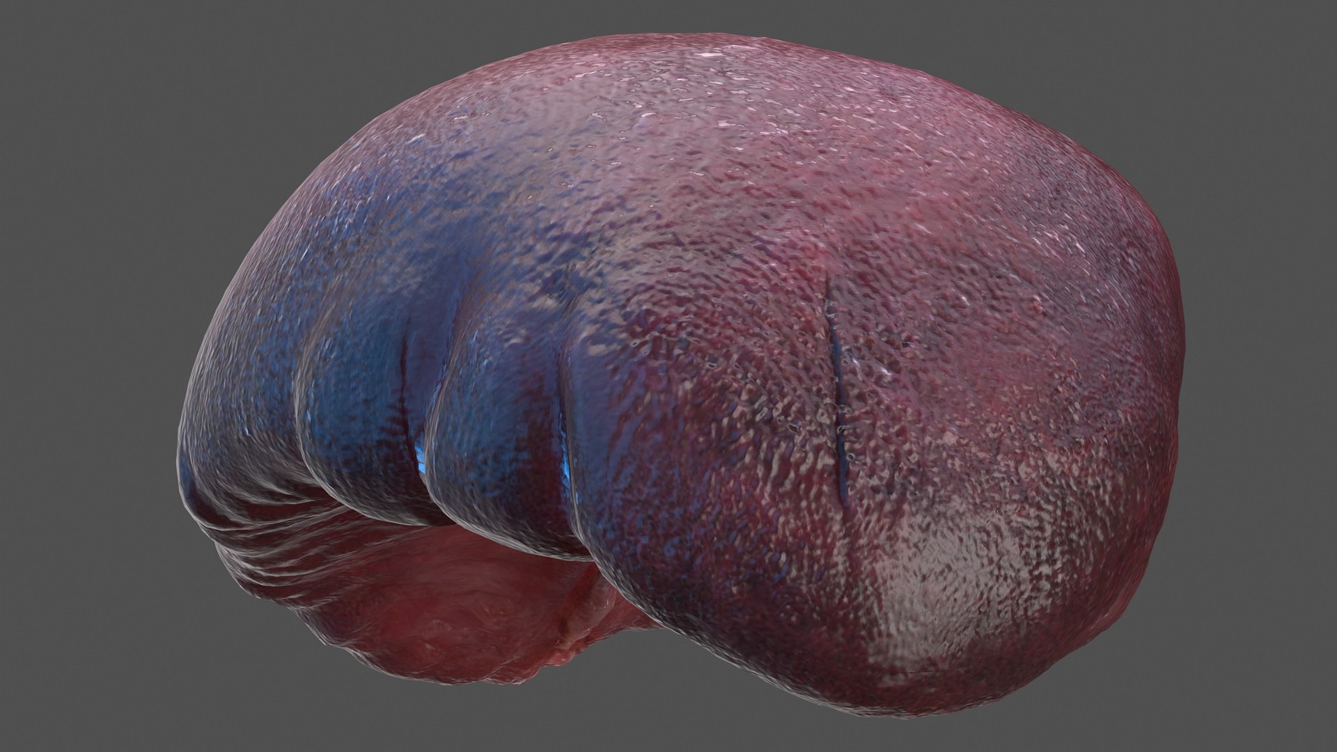 3D Model Human Spleen - TurboSquid 1459668