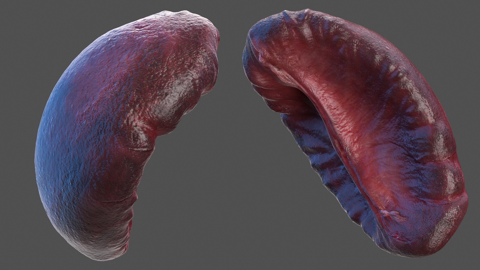 Real Human Spleen