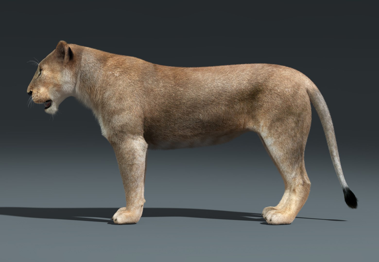 3d Lioness Fur Rigged Lion Model
