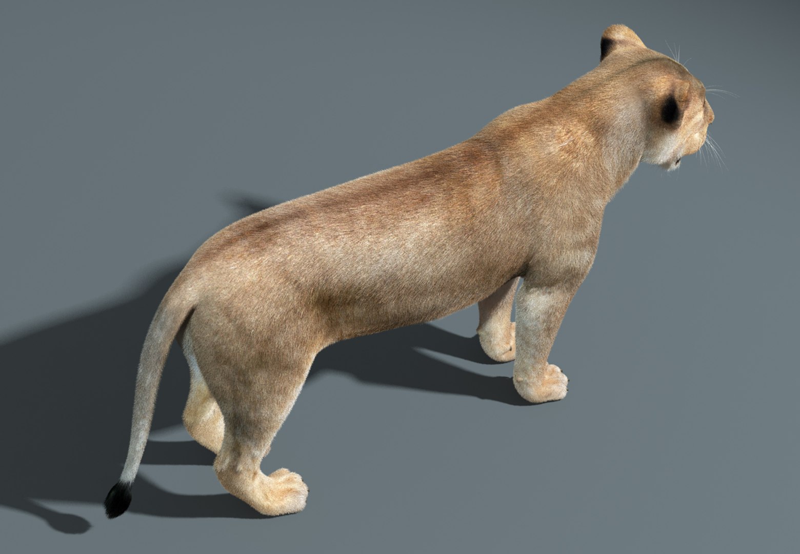 3d Lioness Fur Rigged Lion Model