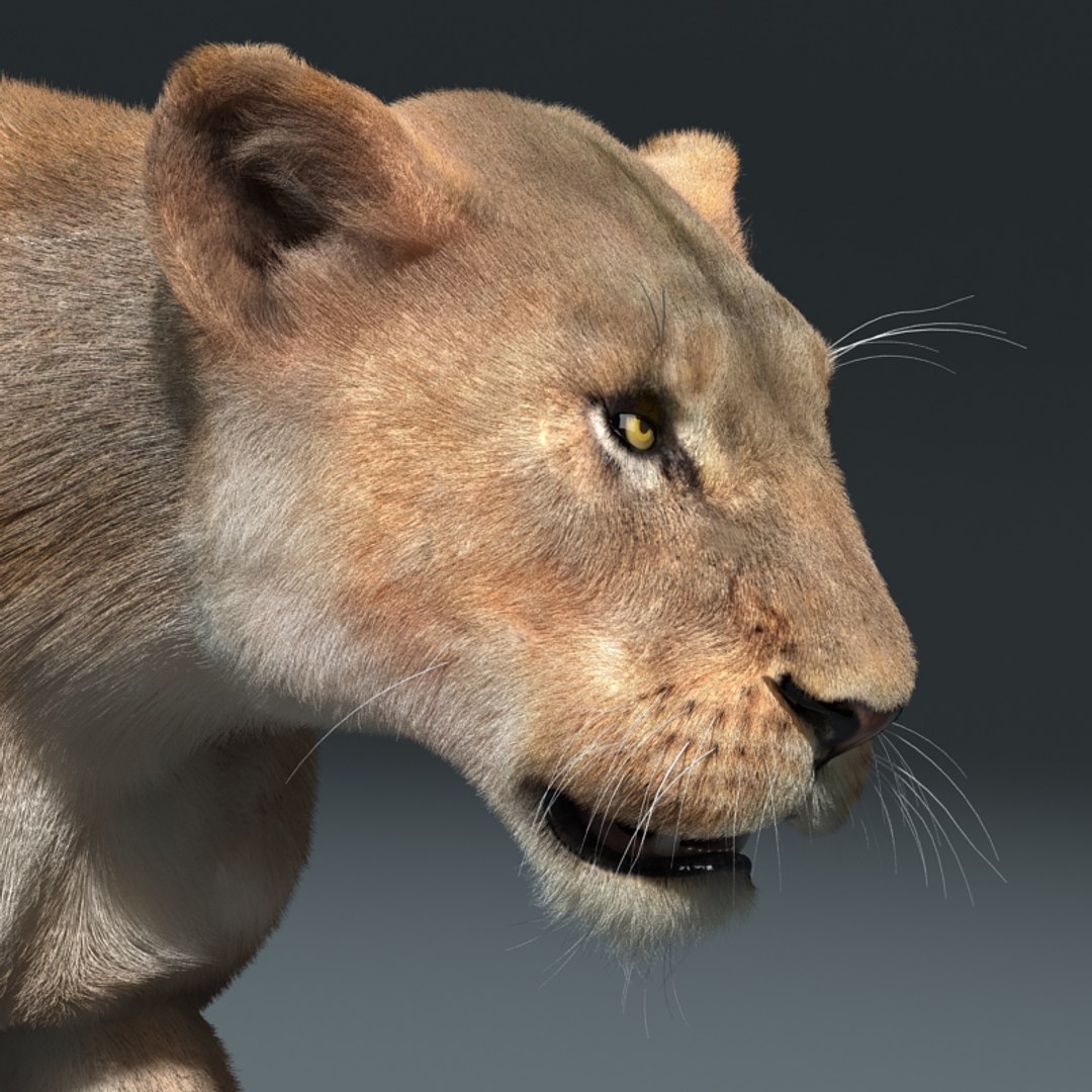 3d Lioness Fur Rigged Lion Model